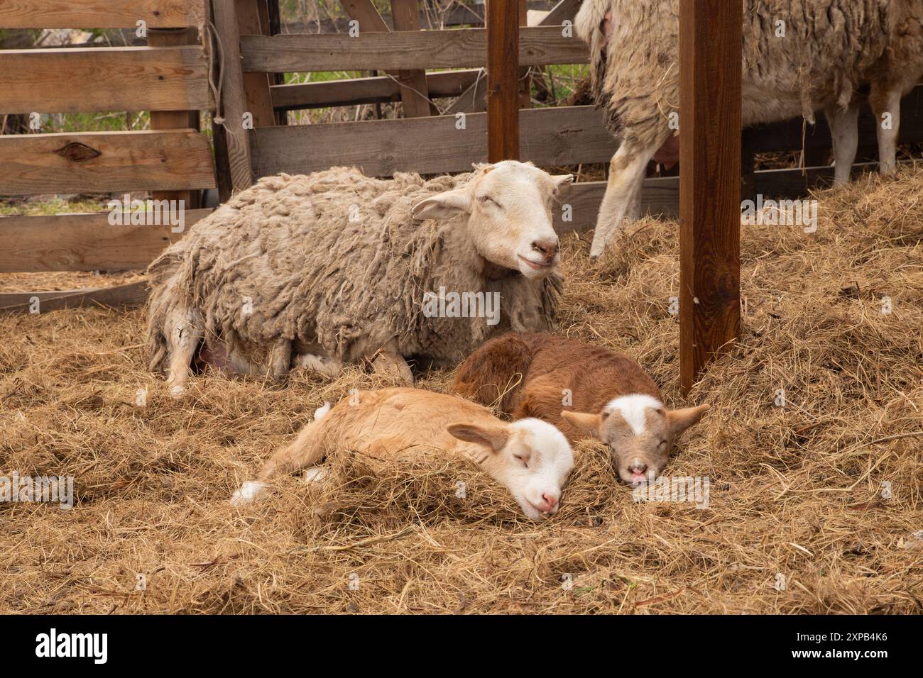two brown baby lambs and mother ewe lying and sleeping on hay Stock ...