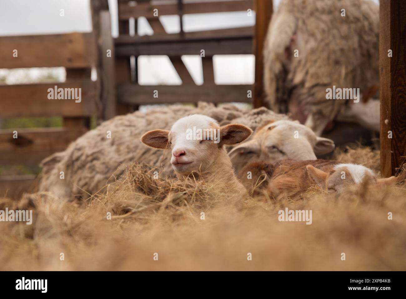 Sheep sleeping hi-res stock photography and images - Alamy