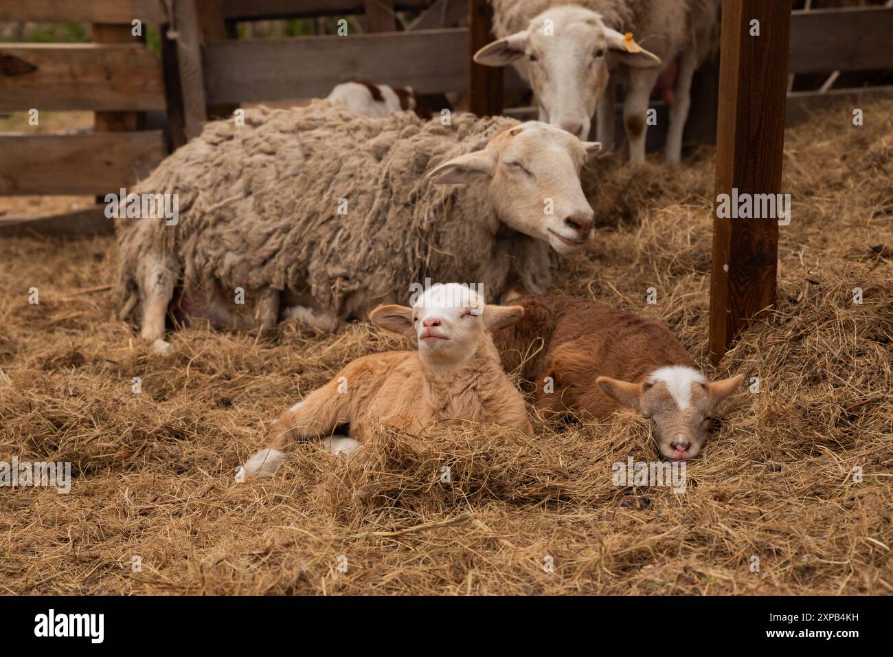family of sheep relaxing on hay. brown baby lambs and sheep's parents ...