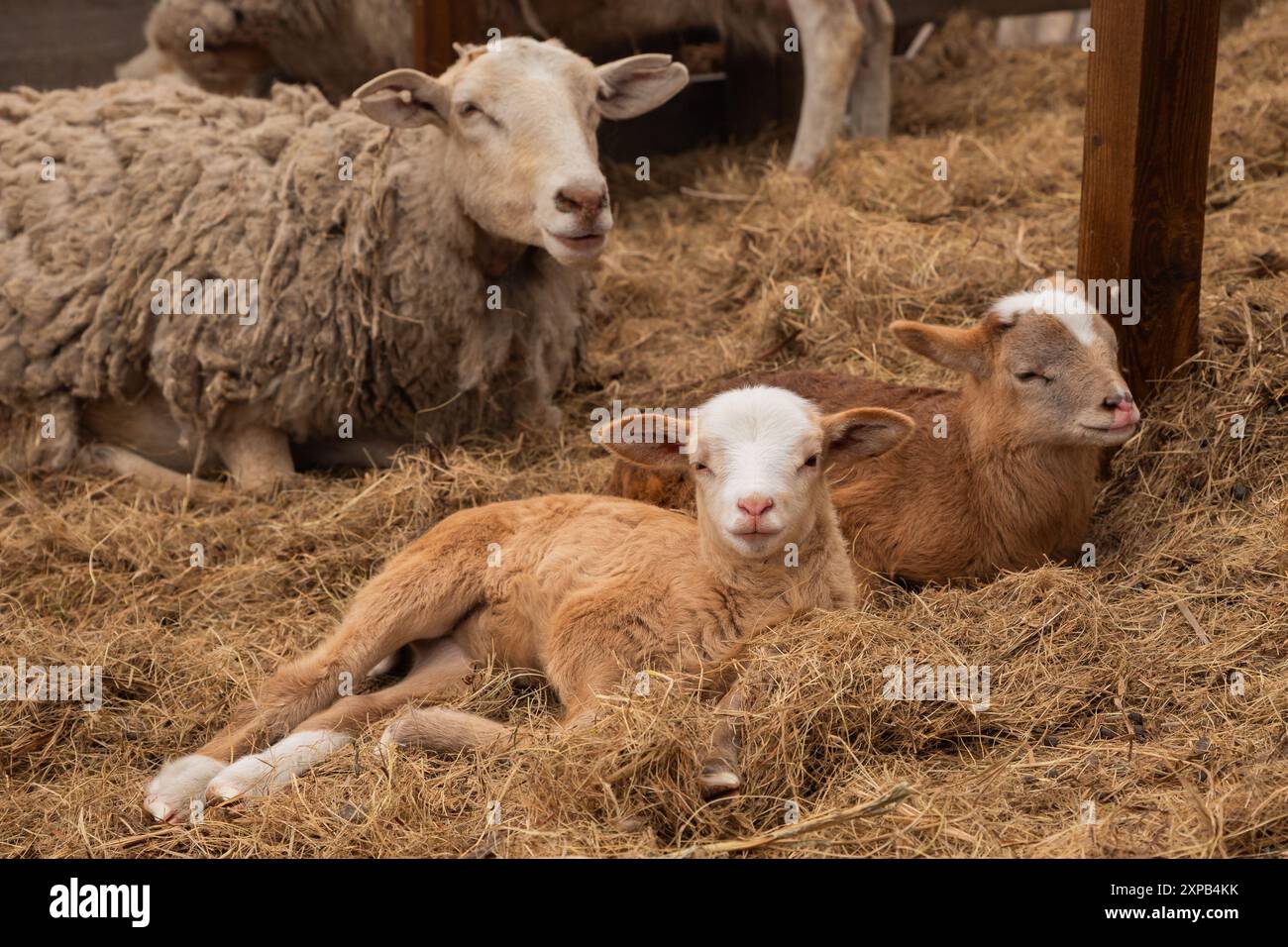 cute brown little baby lambs and beige mother sheep resting, looking ...