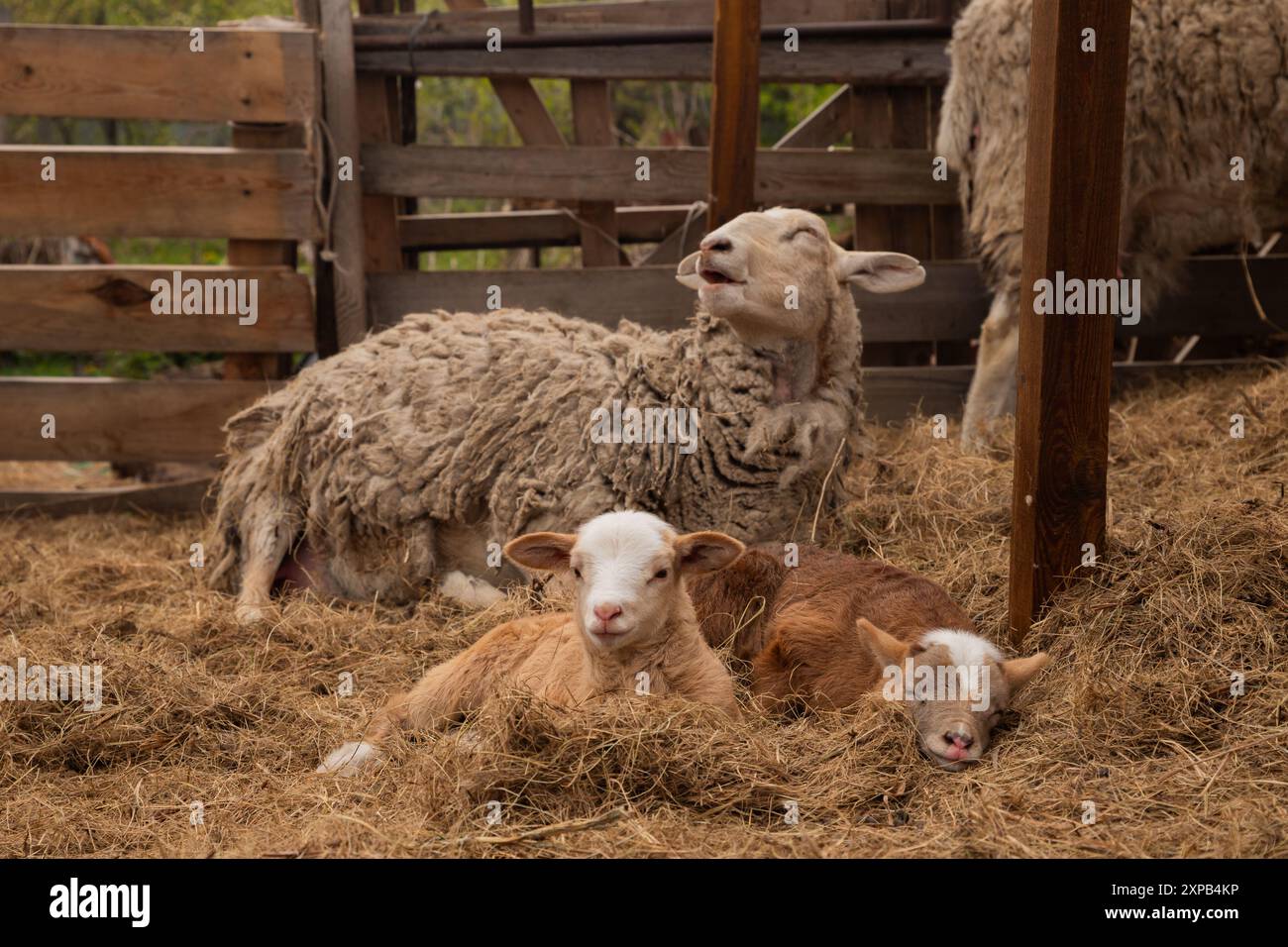 Little Lamb Sheep Eating And Sleeping In Hay Farm Livestock Farmers