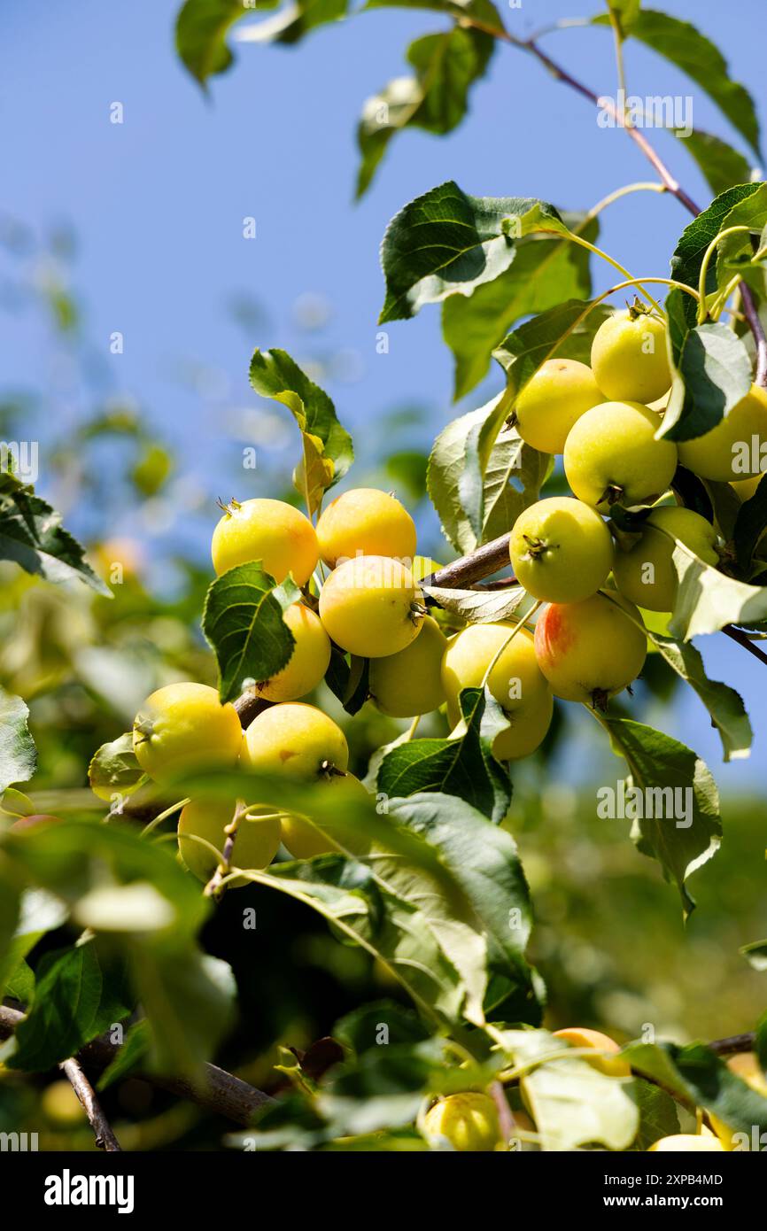Wild apples growing in a park in Warsaw, Poland Stock Photo - Alamy