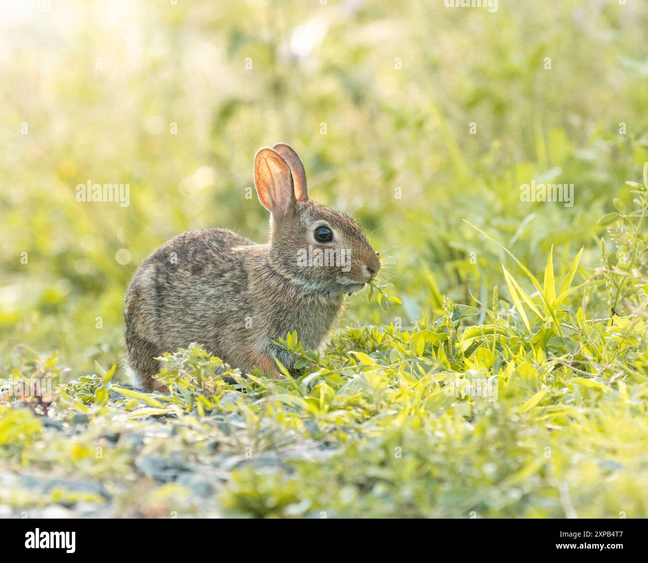 Serene rabbit hi-res stock photography and images - Alamy