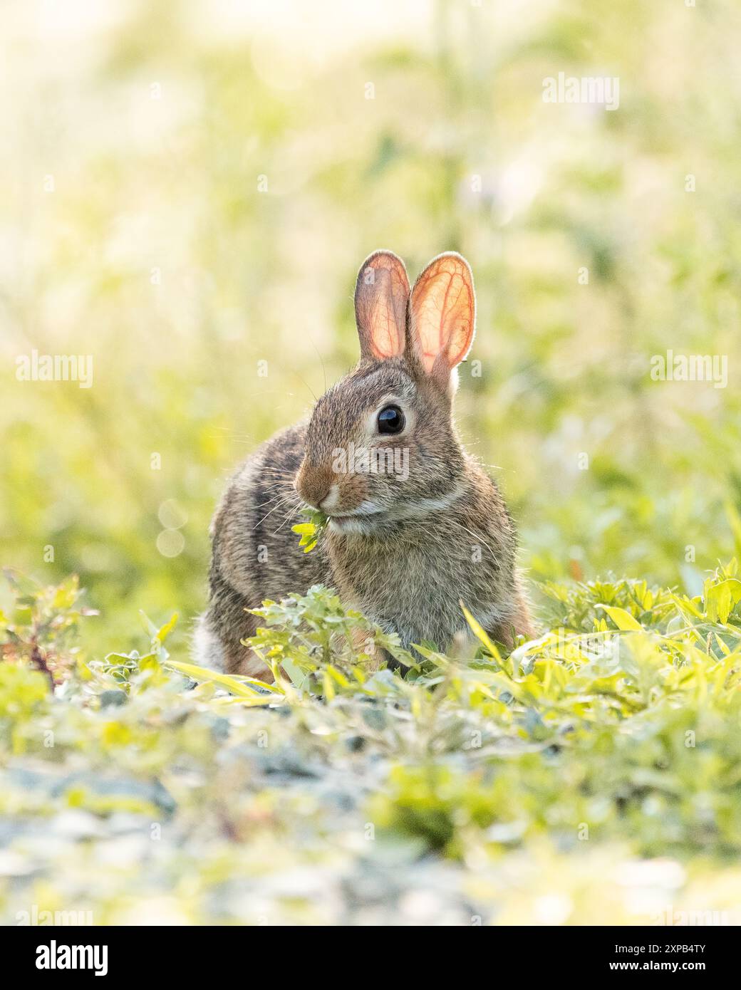 Eastern Cottontail Rabbit Eating Weeds in Grass Stock Photo - Alamy
