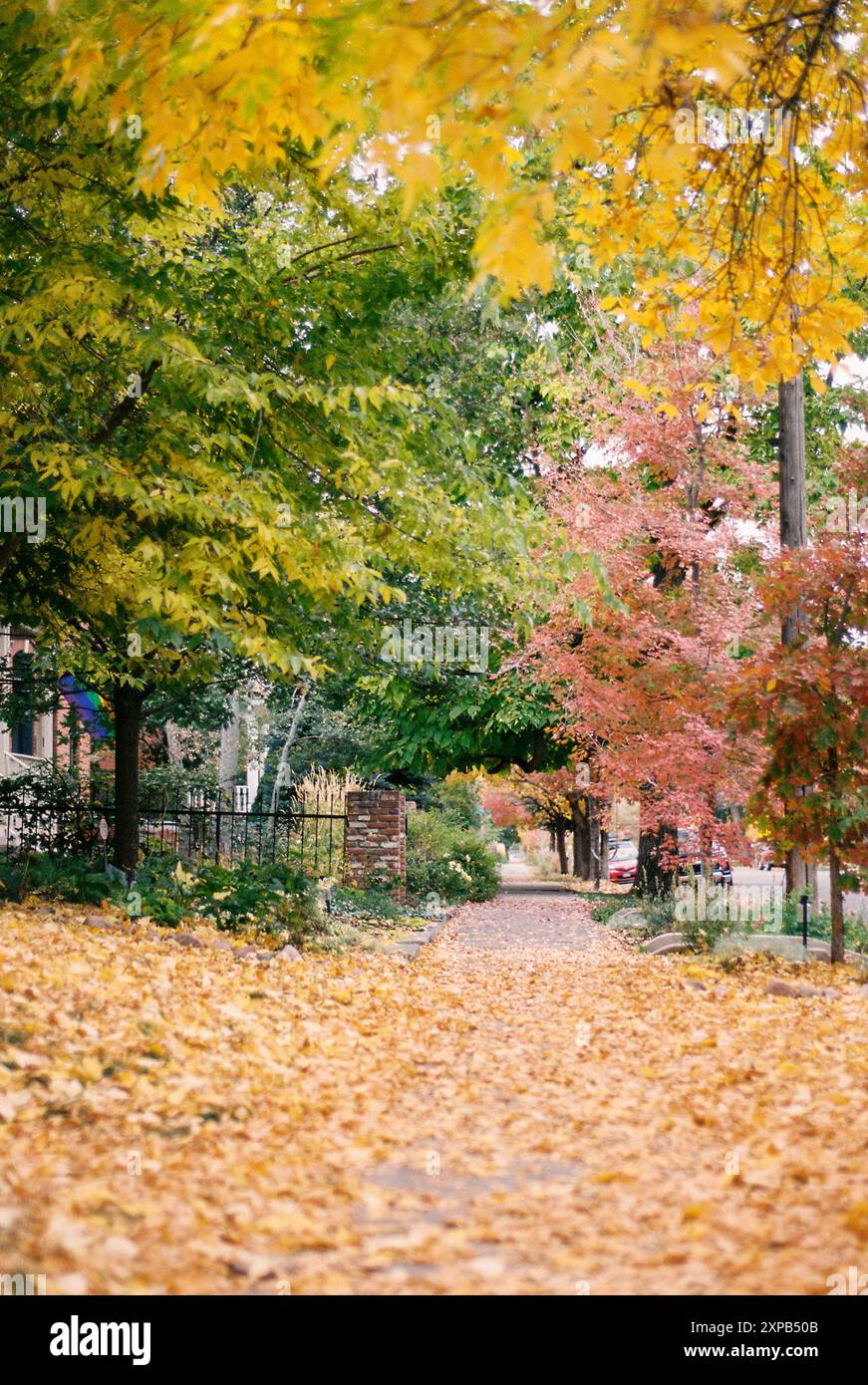 Tree-lined sidewalk covered in fallen yellow and red autumn leav Stock ...
