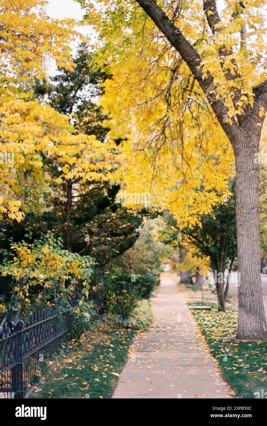 Tree-lined sidewalk covered in yellow autumn leaves Stock Photo - Alamy