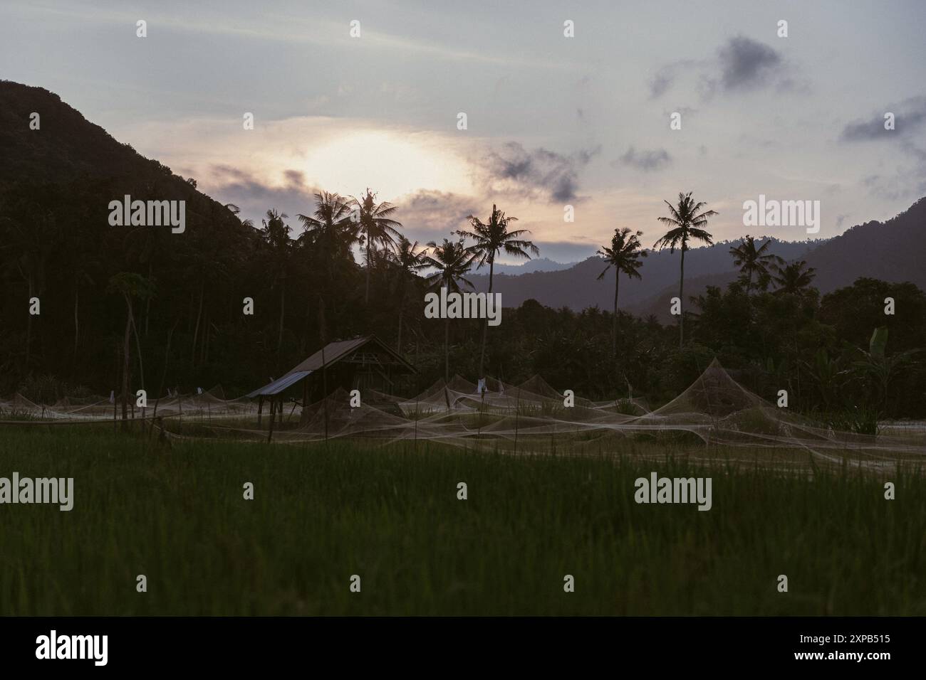 Terraced rice fields sunset hi-res stock photography and images - Alamy
