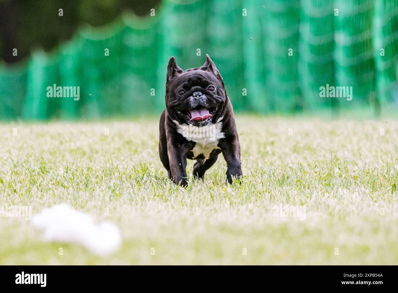 French Bulldog frenchie dog running lure course dog sport Stock Photo ...
