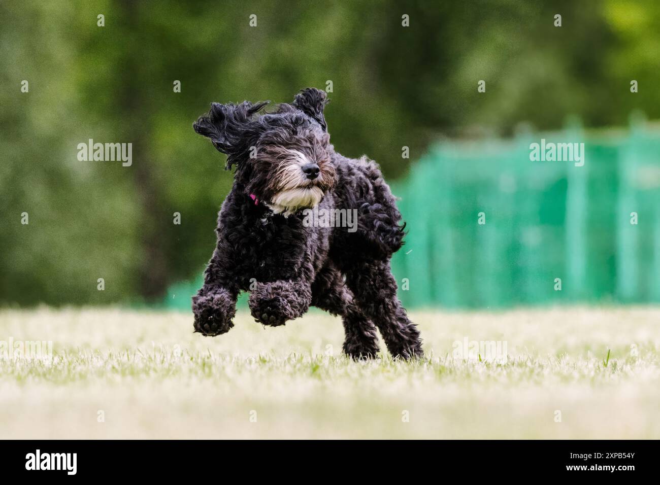 Running goldendoodle hi-res stock photography and images - Alamy