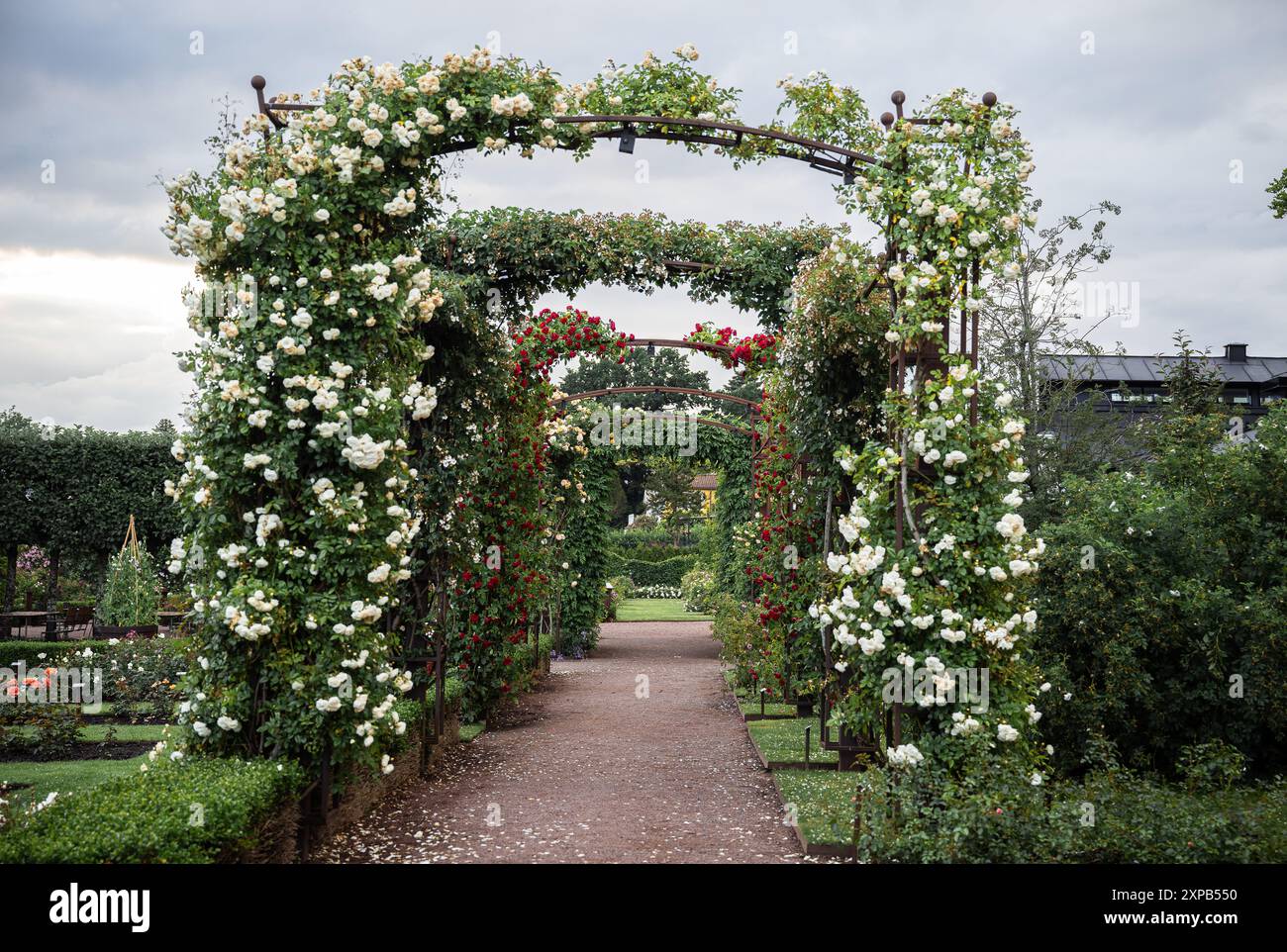 Rosenlund rosarium hi-res stock photography and images - Alamy