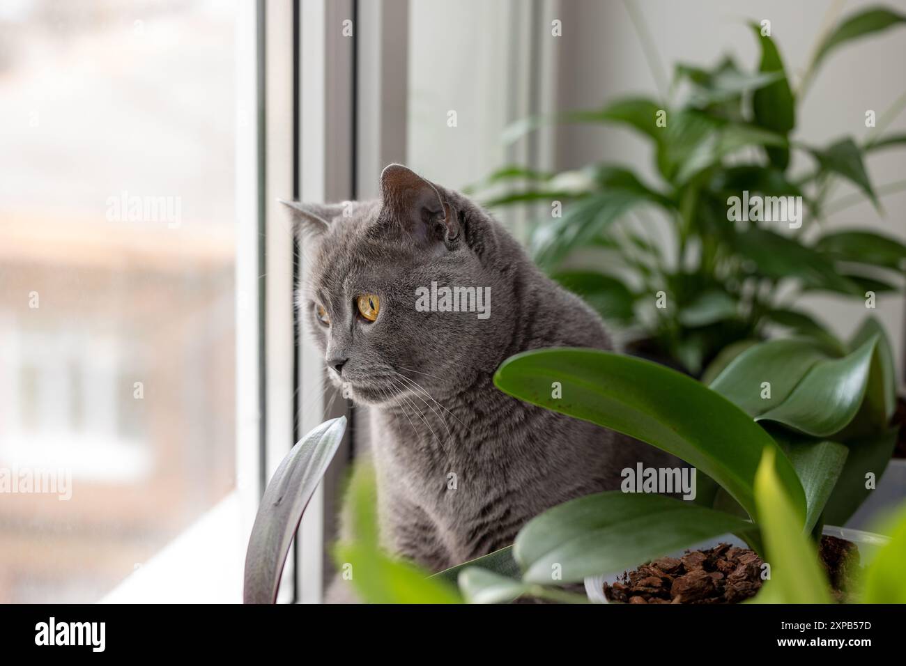 British shorthair cat looking through the window Stock Photo - Alamy