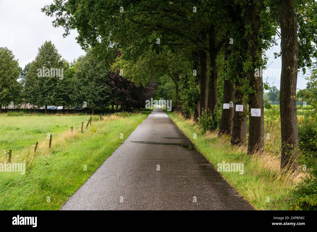 Empty asphalt road at the Dutch countryside around Rossum, Overijssel ...