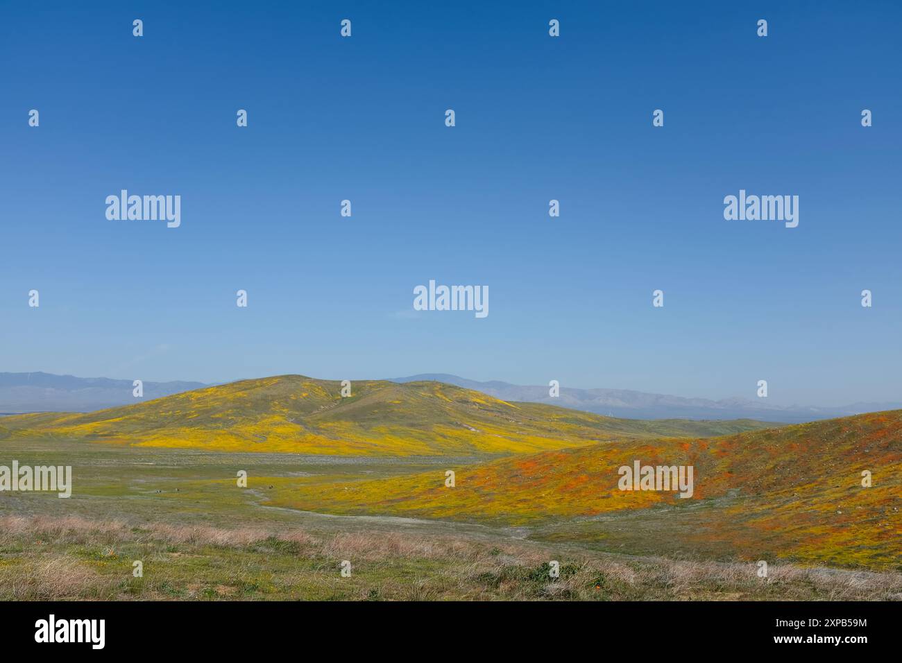 Lancaster poppy reserve hi-res stock photography and images - Alamy