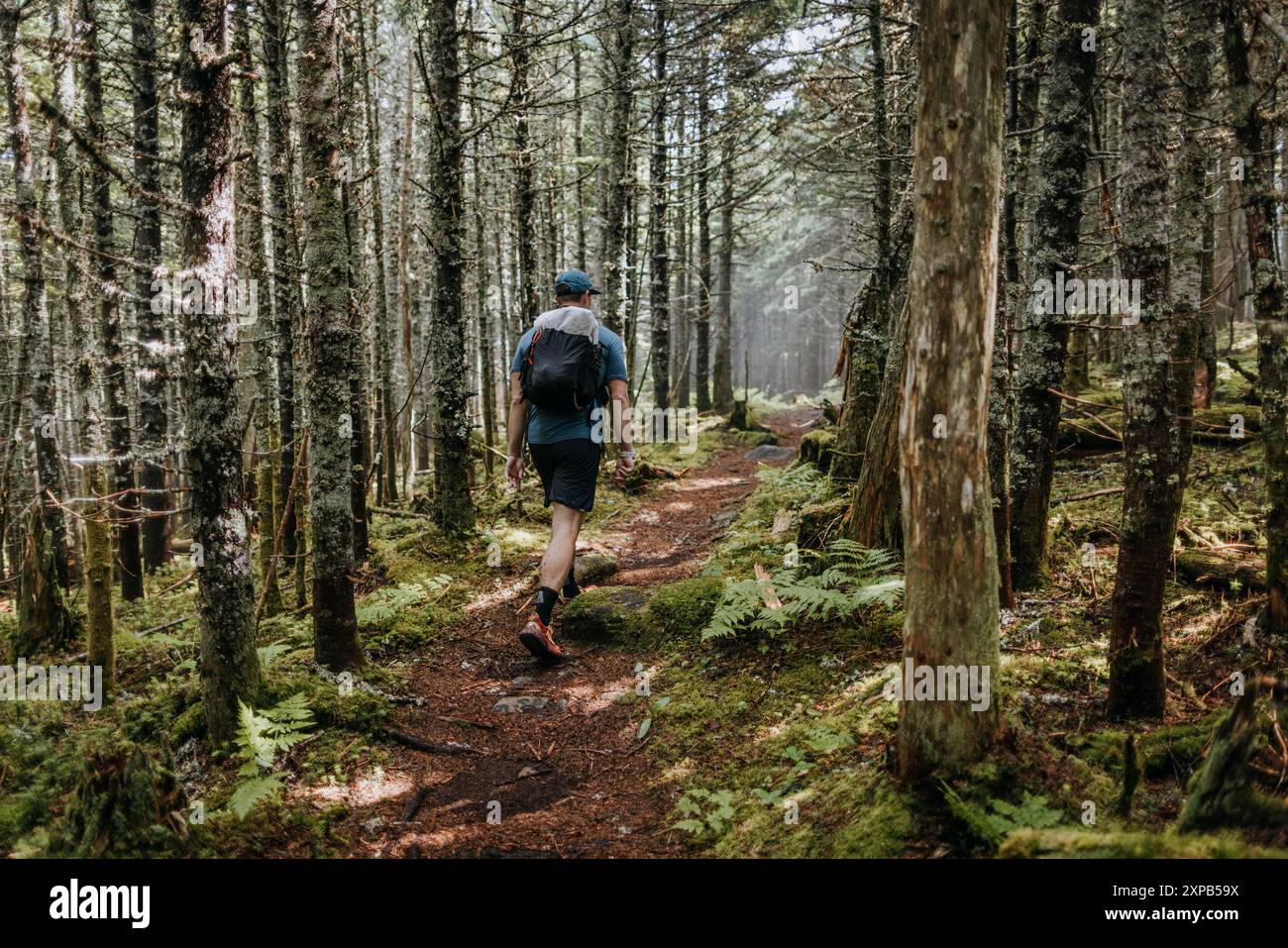 Hiking 100 mile wilderness, Appalachian Trail through forest, Maine ...
