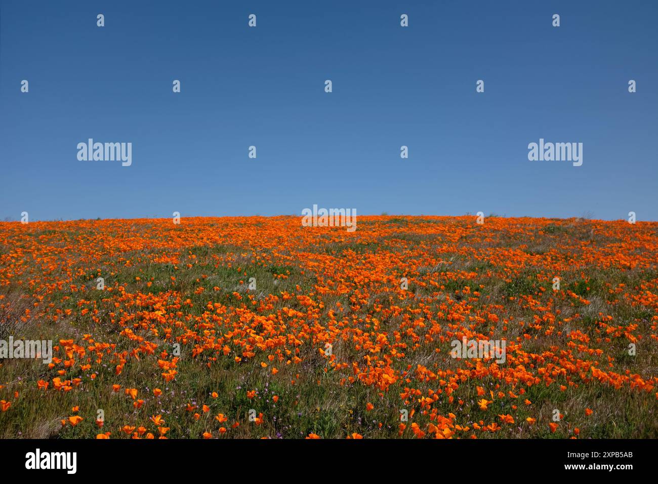 Hillside of Orange California Poppies Stock Photo - Alamy