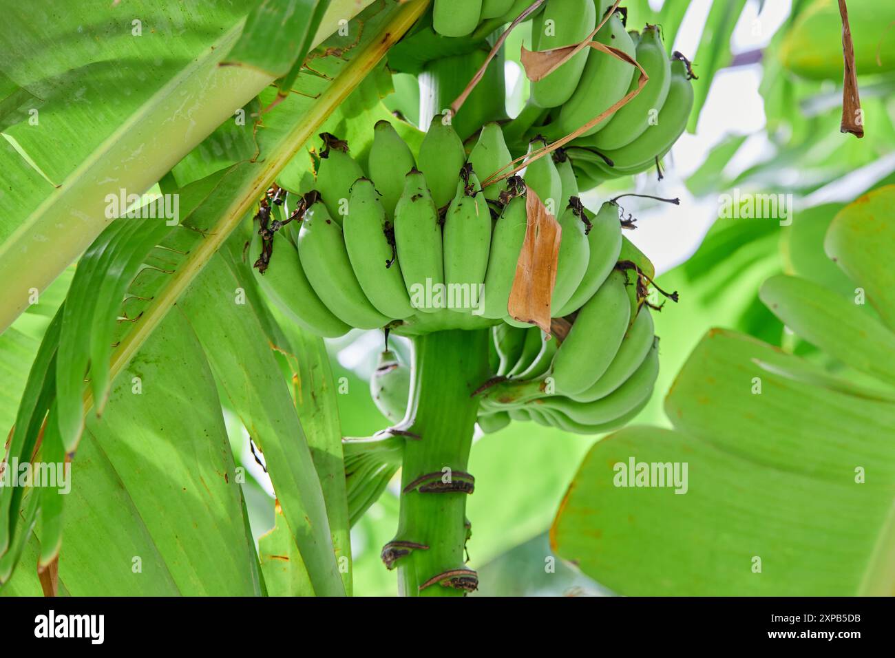 Bunch of organic unripe bananas in garden Stock Photo - Alamy