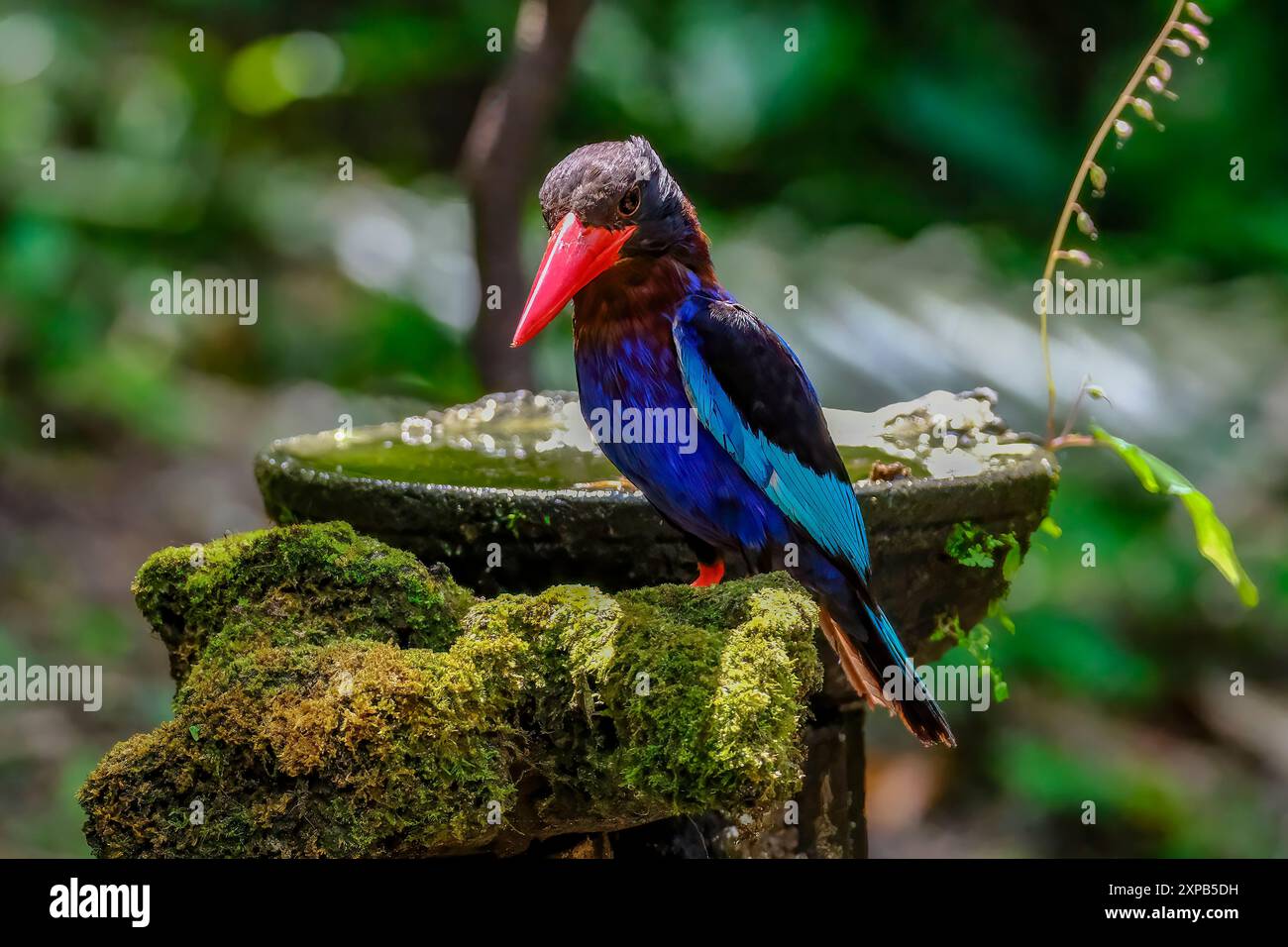 Muangthai hi-res stock photography and images - Alamy