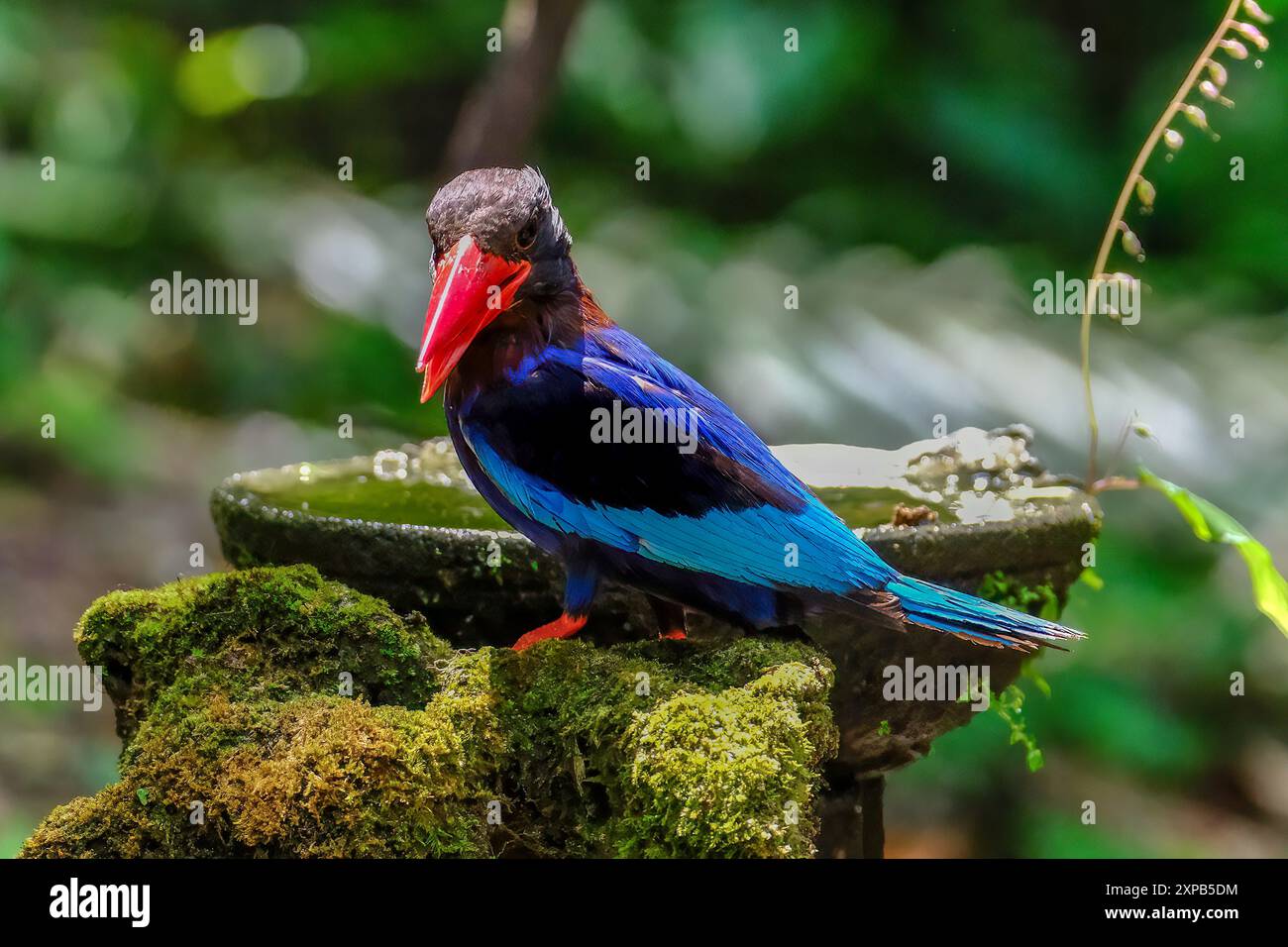 Muangthai hi-res stock photography and images - Alamy