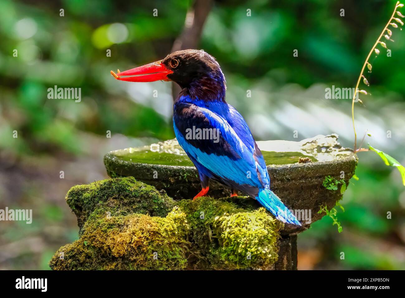Anak sungai hi-res stock photography and images - Alamy