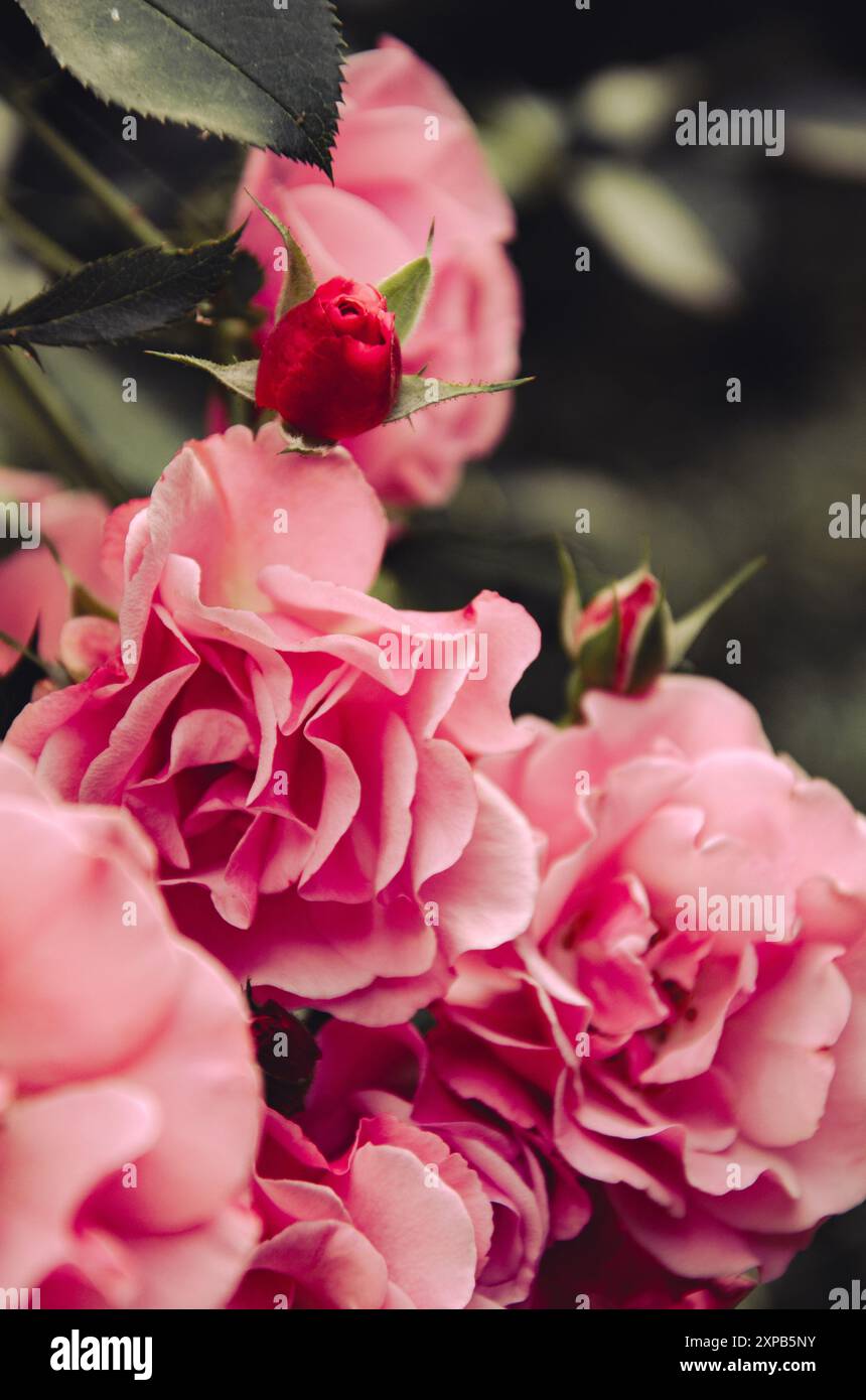 Pantone malaga hi-res stock photography and images - Alamy