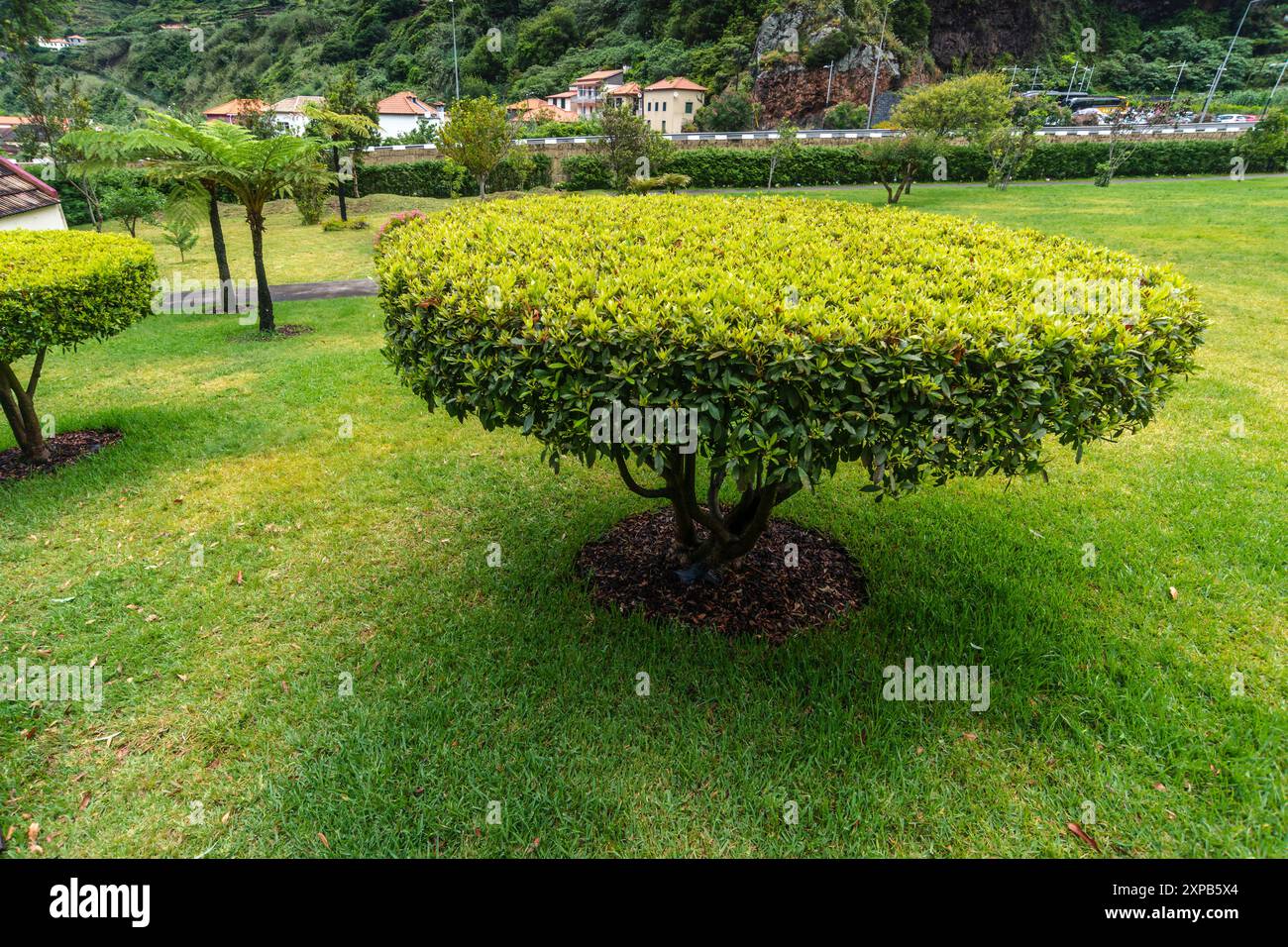 well trimmed bush on fresh green lawn Stock Photo - Alamy