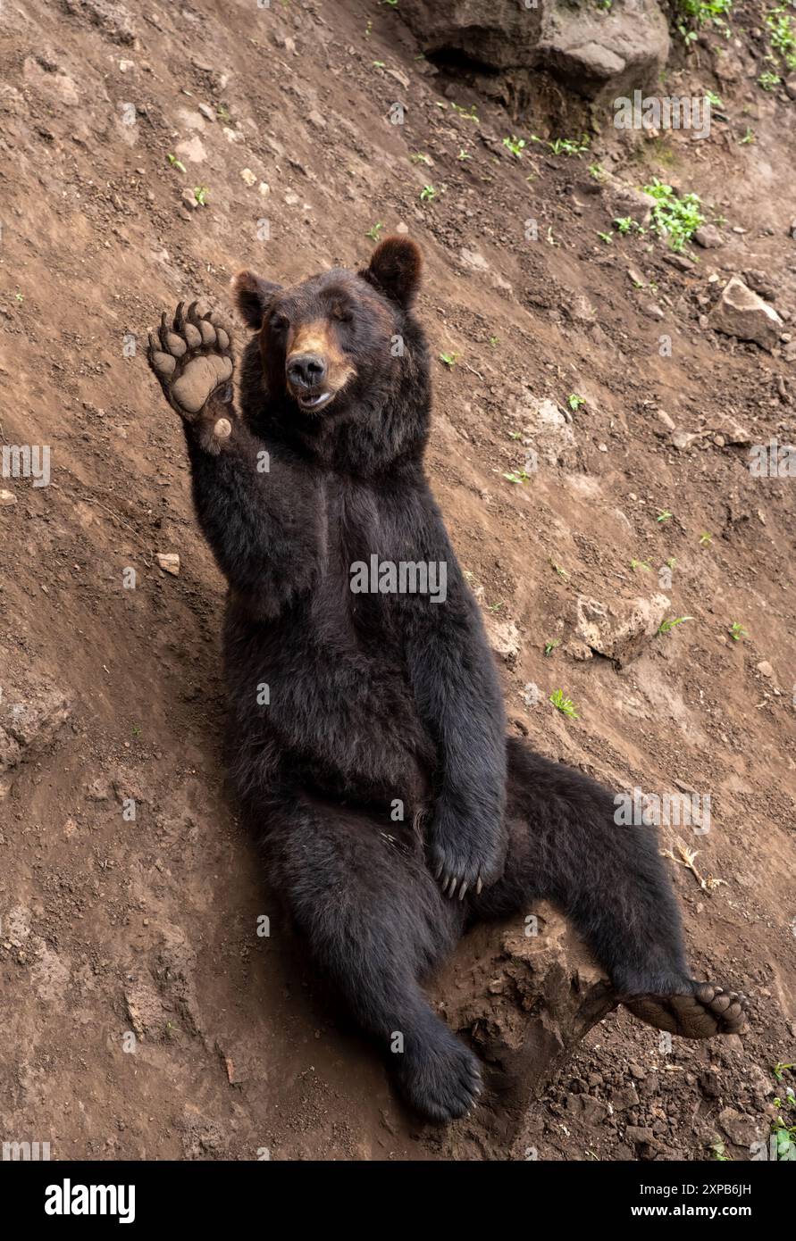 The Kamchatka brown bear (Ursus arctos beringianus), also known as the ...