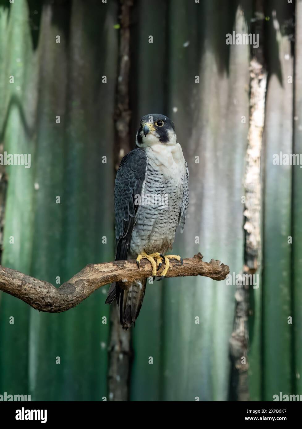Peale's falcon (Falco peregrinus pealei) bird sitting close up ...
