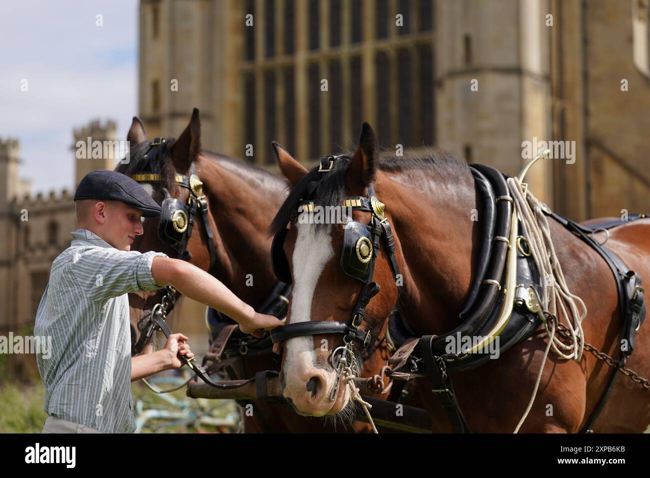 Shire horses Cosmo and Bryn from the Huntingdon-based Waldburg Shires ...