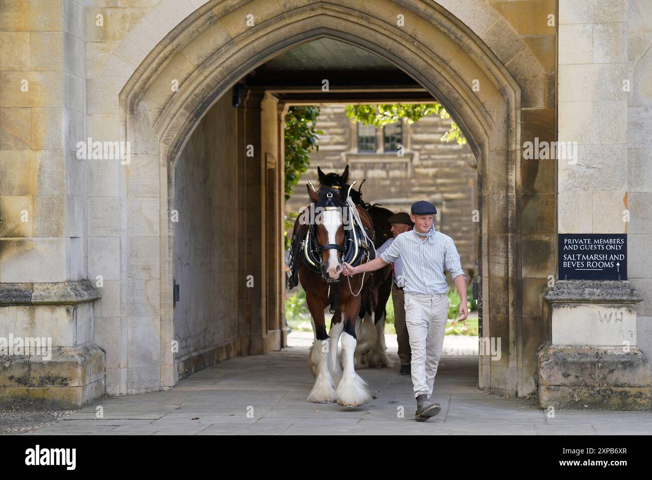 Shire horses Cosmo and Bryn from the Huntingdon-based Waldburg Shires ...