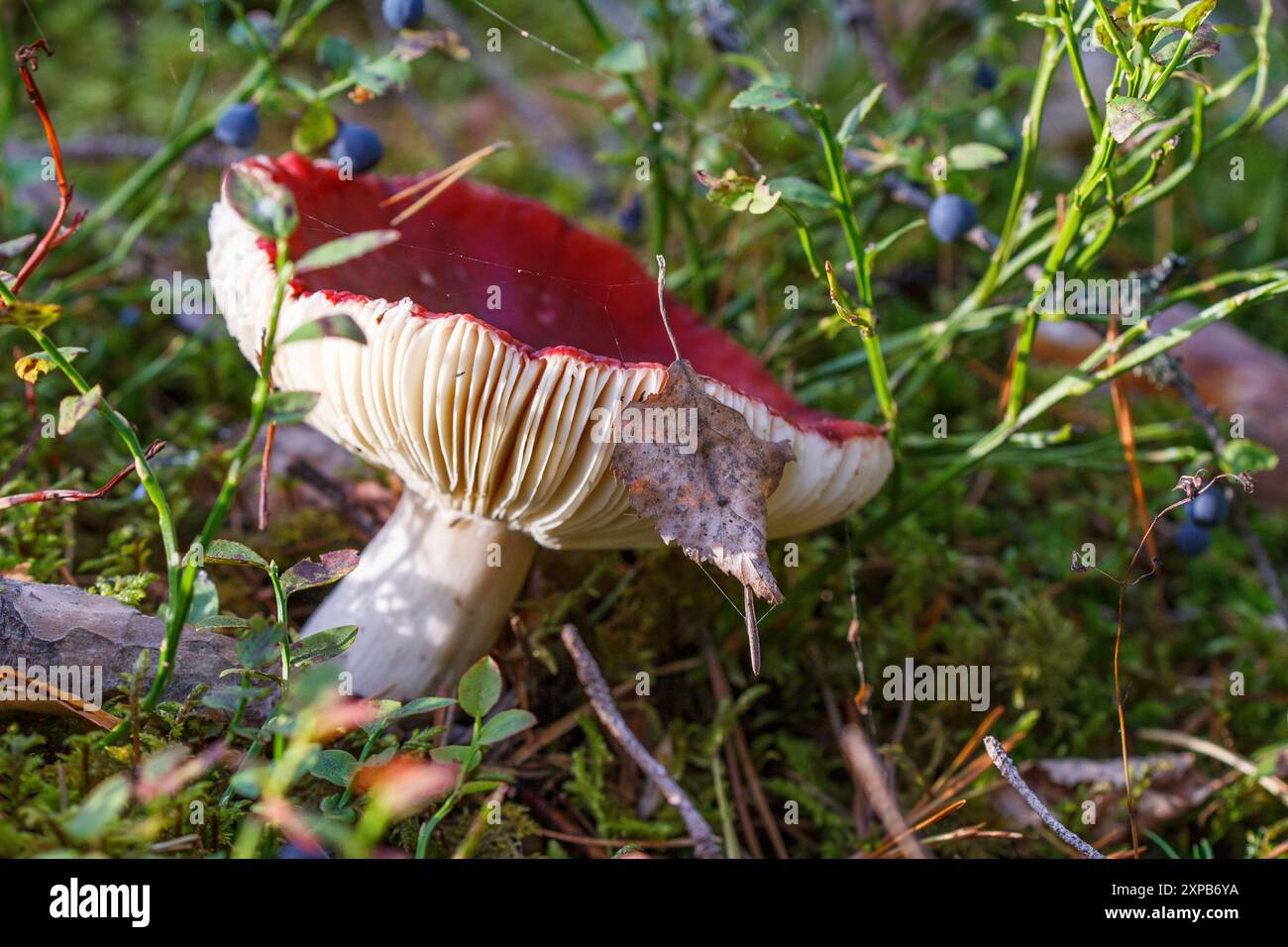 Red russula mushroom and blueberries on forest floor Stock Photo - Alamy