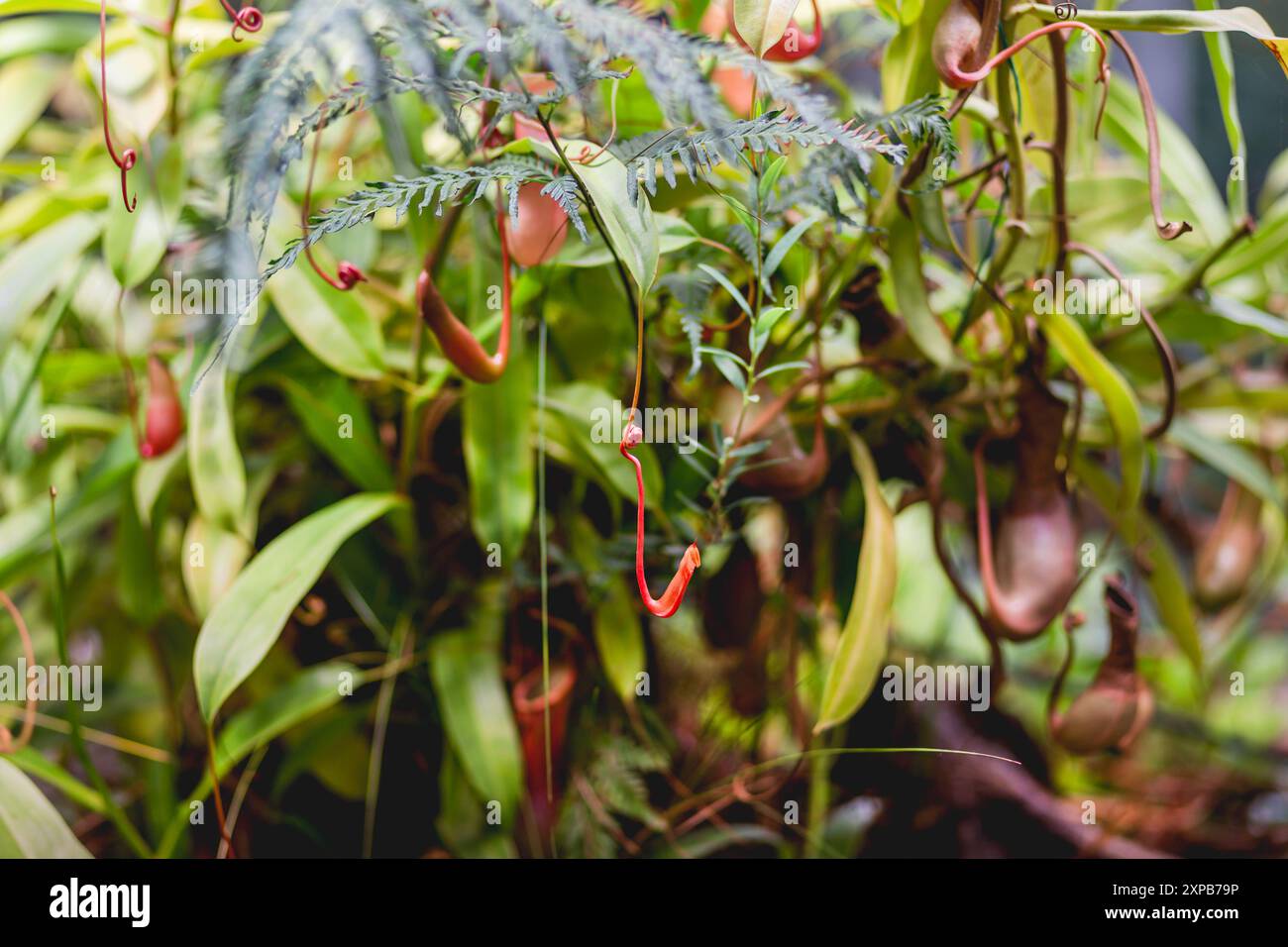Nepenthes alata, tropical pitcher plant. Exotic plant is carnivorous ...