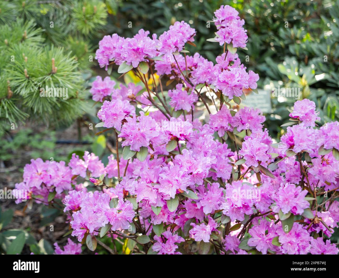 Bright pink Rhododendron in garden. Spring background with thickly ...
