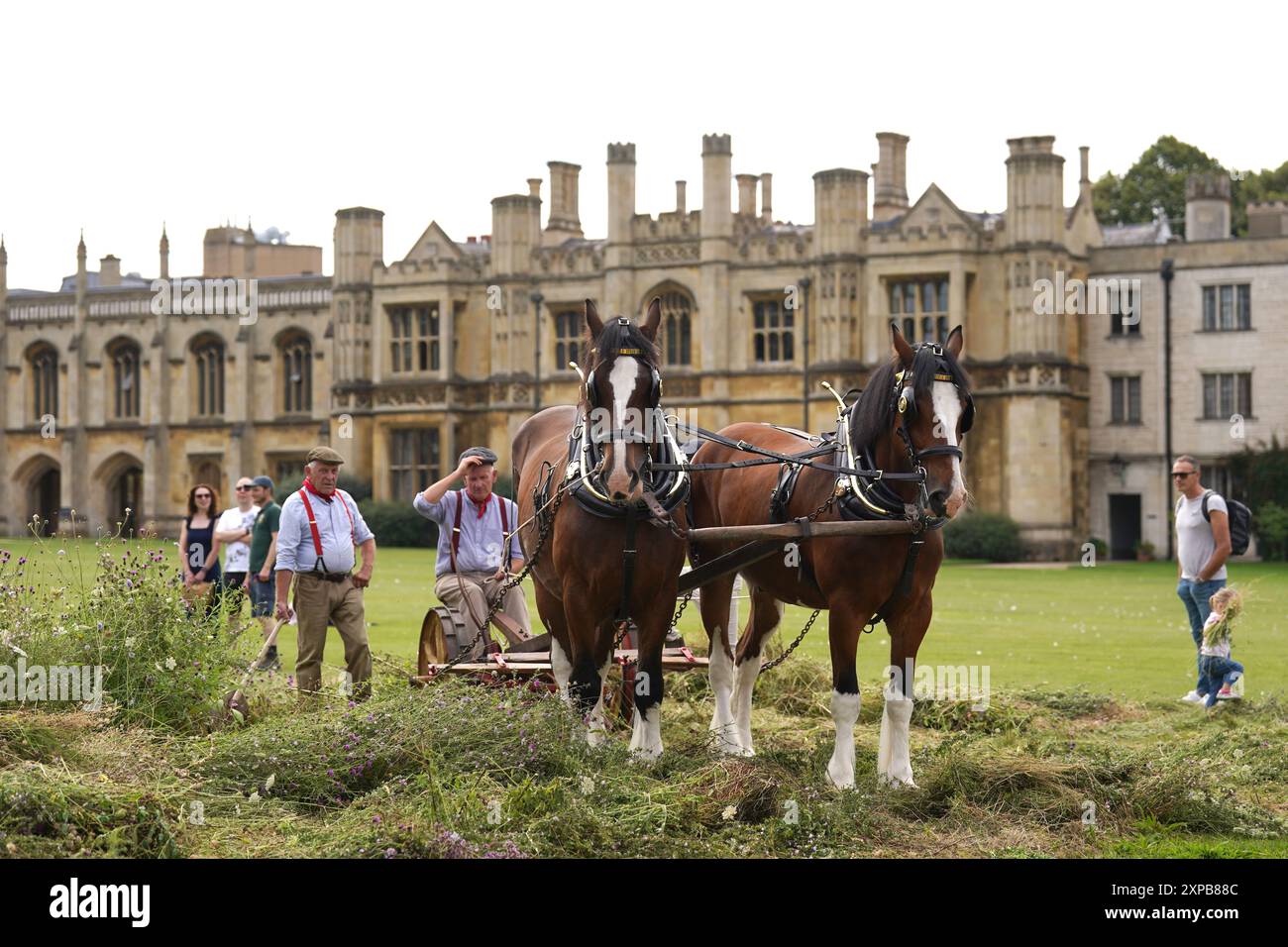 Shire horses Cosmo and Bryn from the Huntingdon-based Waldburg Shires ...