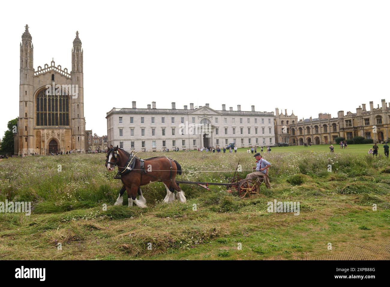 Shire horses Cosmo and Bryn from the Huntingdon-based Waldburg Shires ...