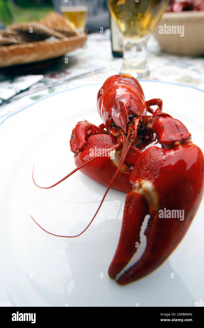 Big crayfish hi-res stock photography and images - Alamy