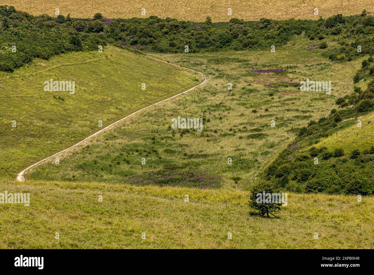 A full frame photograph of a chalk path running down a grassy hillside ...