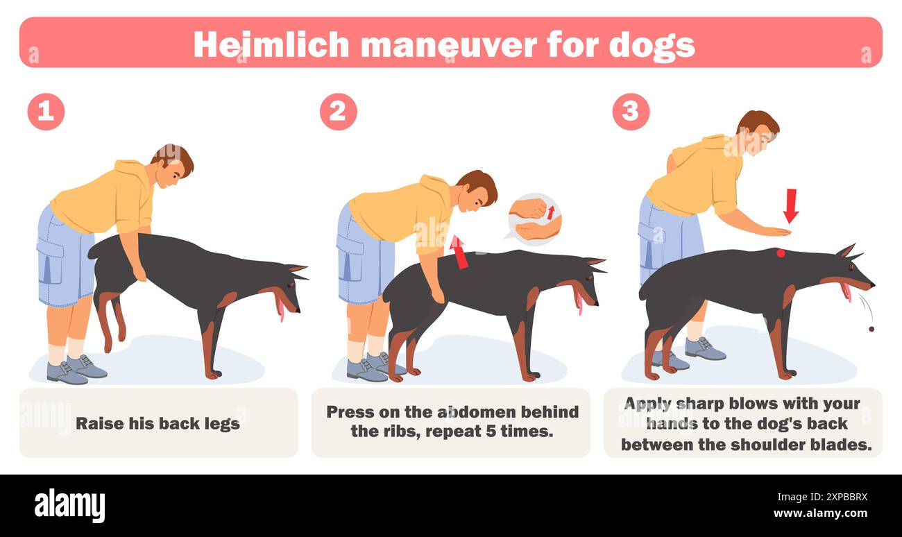Heimlich maneuver applying for dogs flat infographic Stock Vector Image ...
