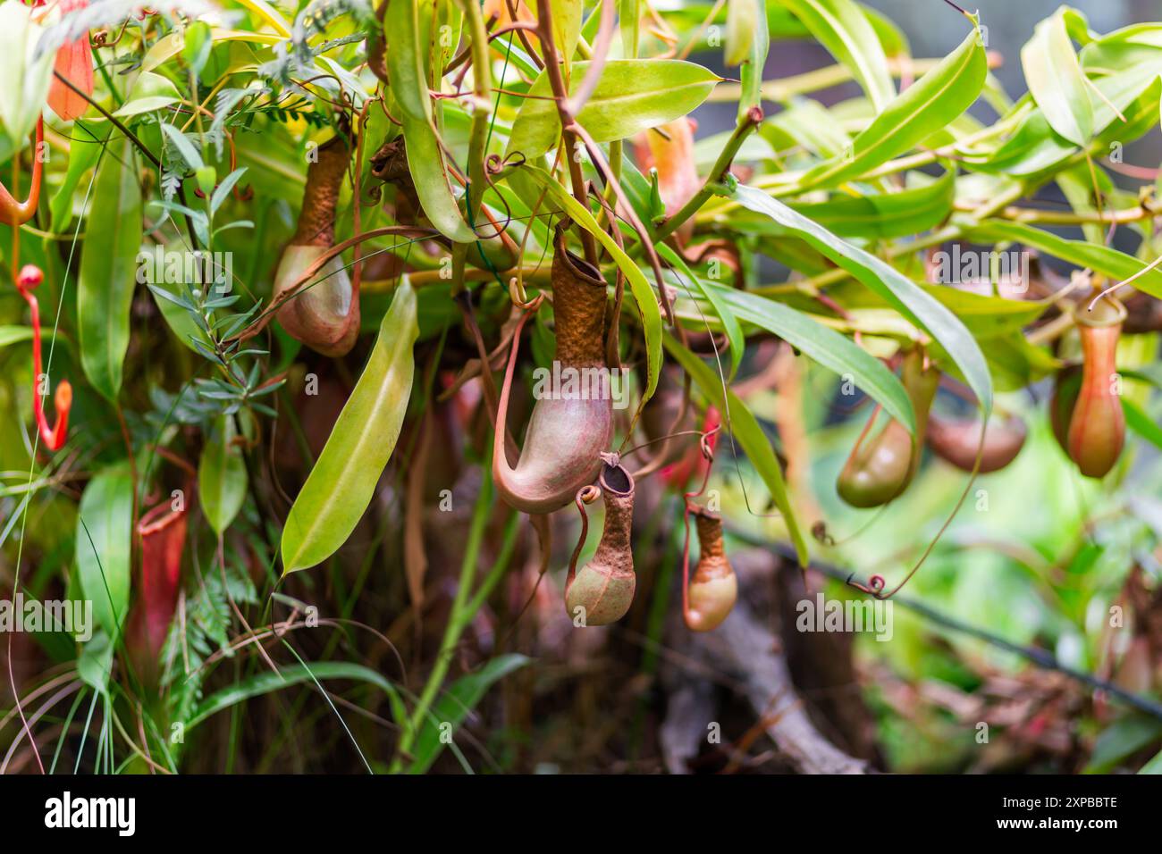 Nepenthes alata, tropical pitcher plant. Exotic plant is carnivorous ...