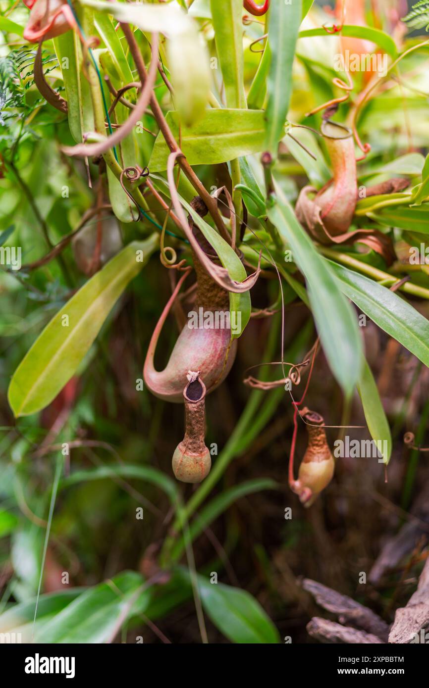 Nepenthes alata, tropical pitcher plant. Exotic plant is carnivorous ...