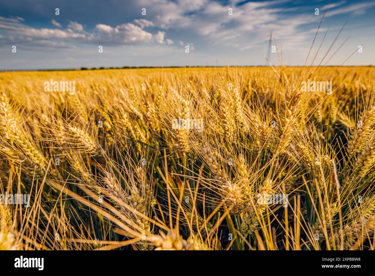 A golden wheat field under a sunset sky, symbolizing the bounty of ...