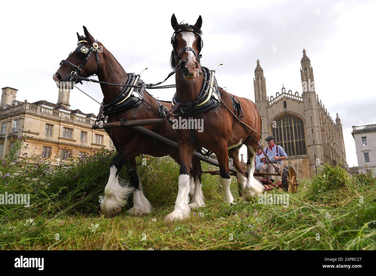 Shire horses Cosmo and Bryn from the Huntingdon-based Waldburg Shires ...