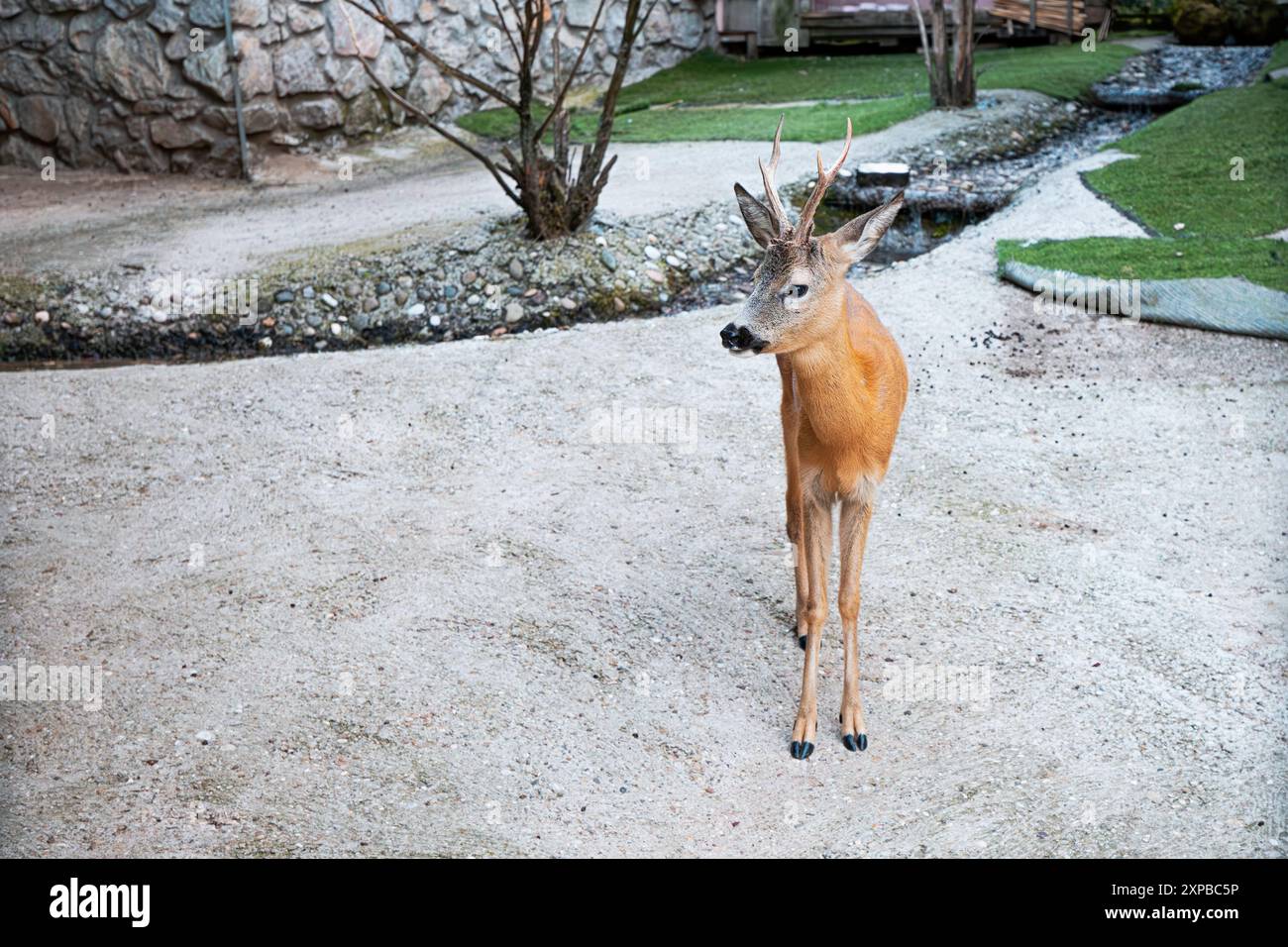 Visit a wildlife park where deer roam freely in a natural outdoor ...