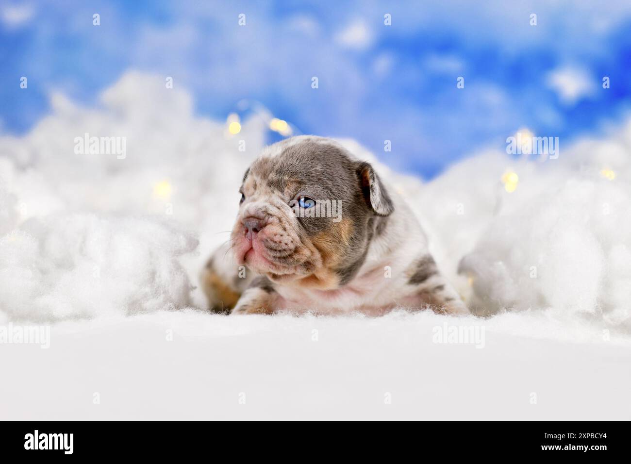 Young merle French Bulldog dog puppy between fluffy clouds Stock Photo ...