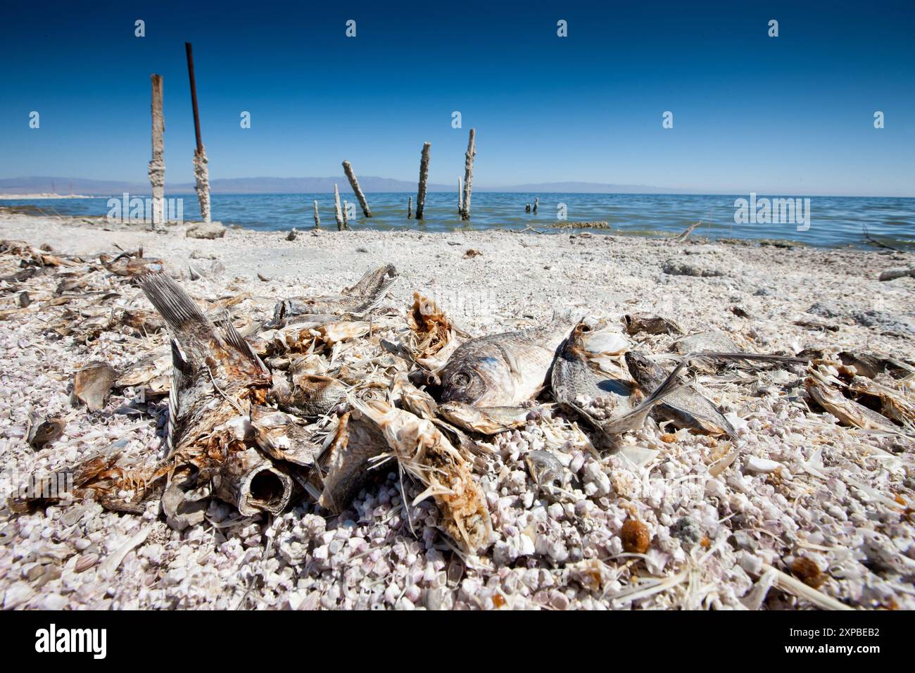 Rotting dead fish at The Salton Sea, California, USA Stock Photo - Alamy