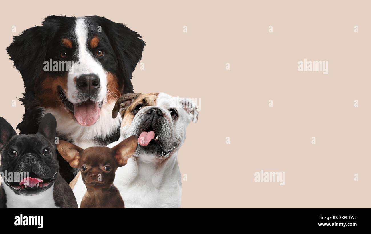 Adorable dogs on beige background. Banner design with space for text ...