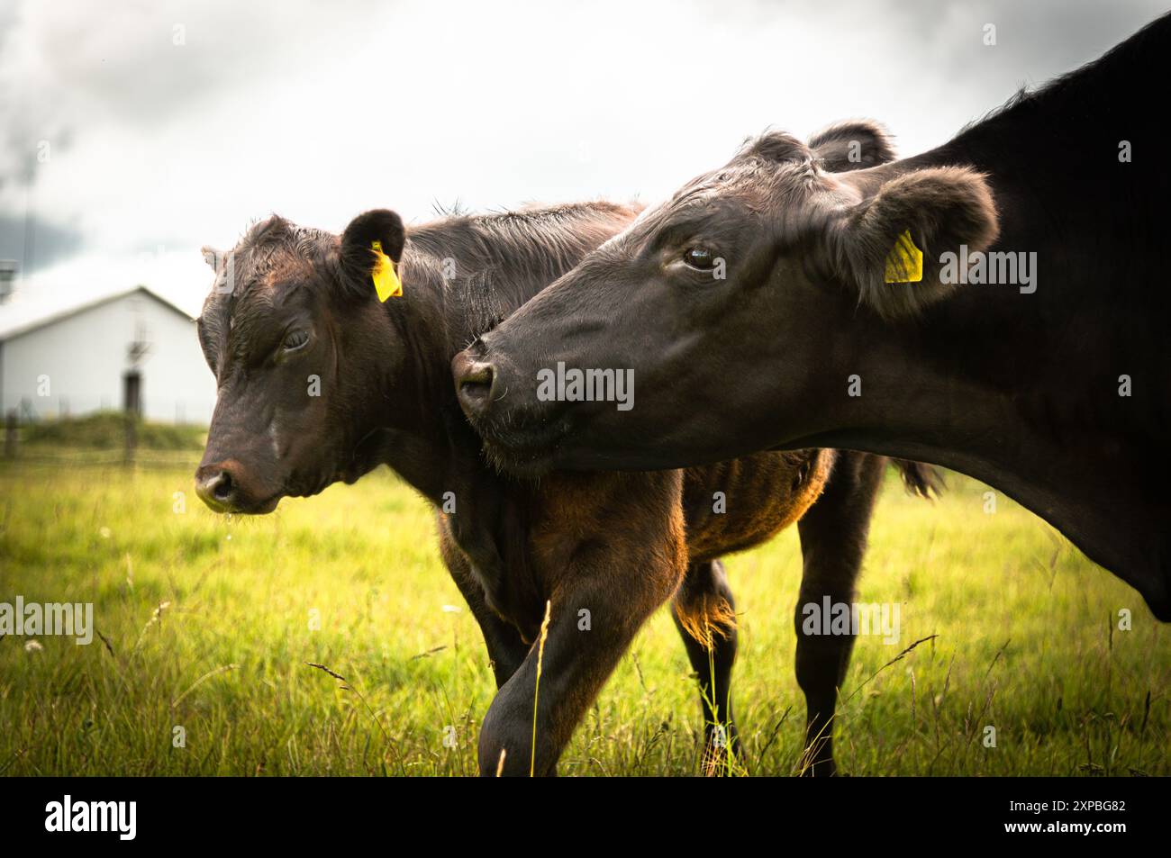 Black angus cow and calf heads Stock Photo - Alamy
