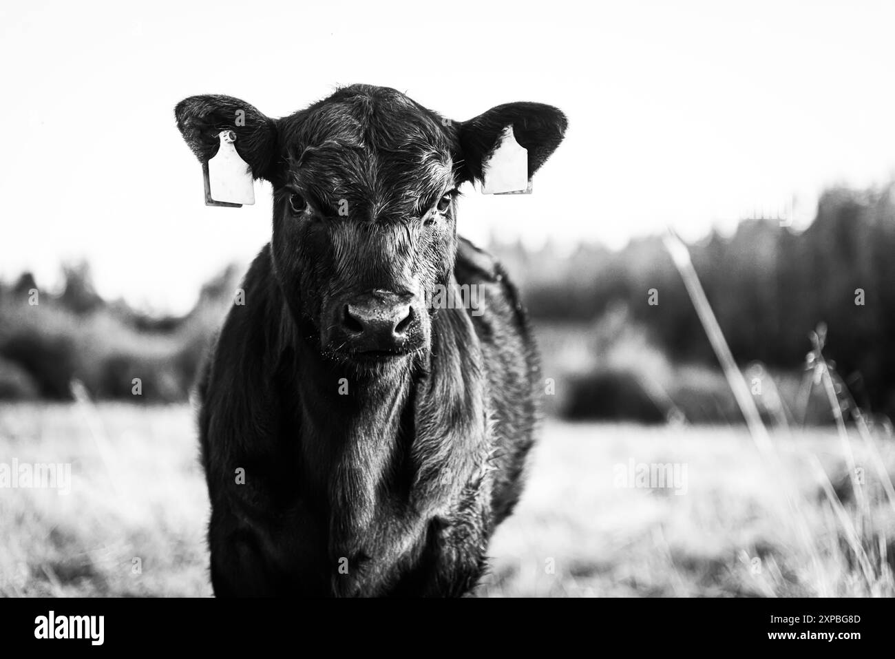 Aberdeen angus beef cattle calf Black and White Stock Photos & Images ...