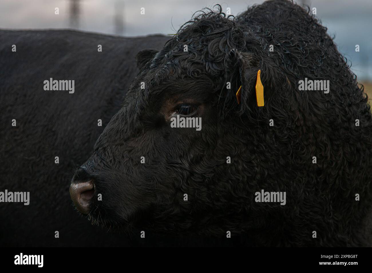 Aberdeen angus bull head hi-res stock photography and images - Alamy