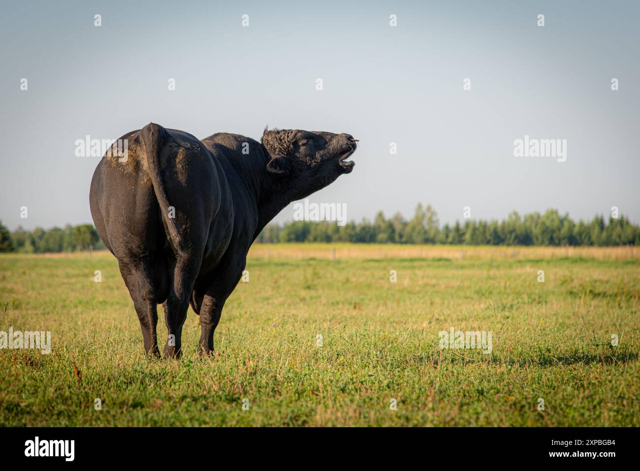 Black angus bull mooing on summer evening Stock Photo - Alamy