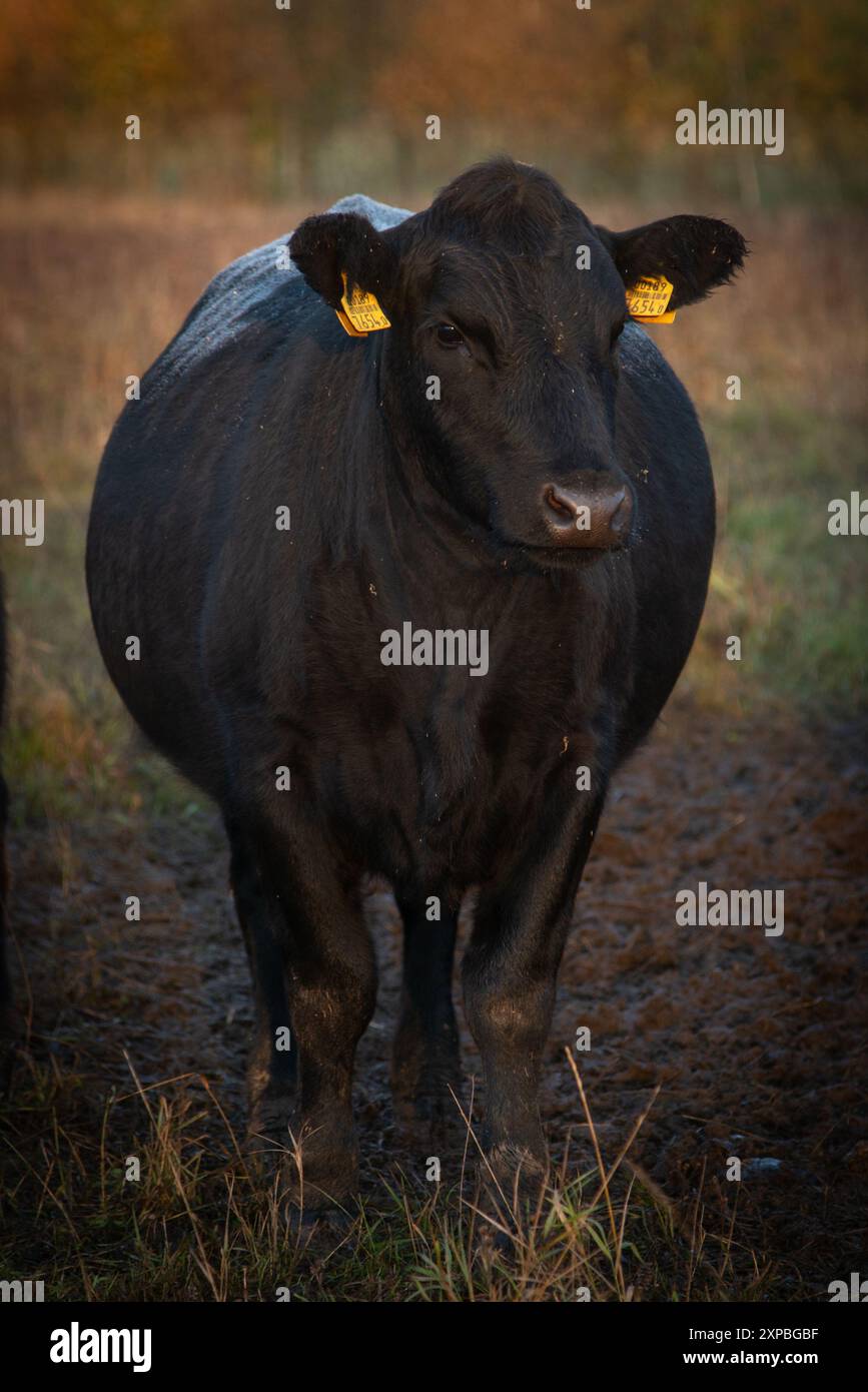 standing black angus heifer cow front view in autumn evening Stock ...